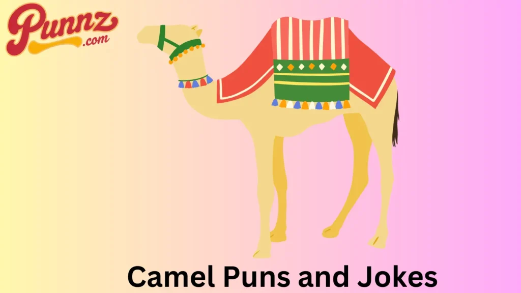 210 Top Camel Puns and Jokes (2025)