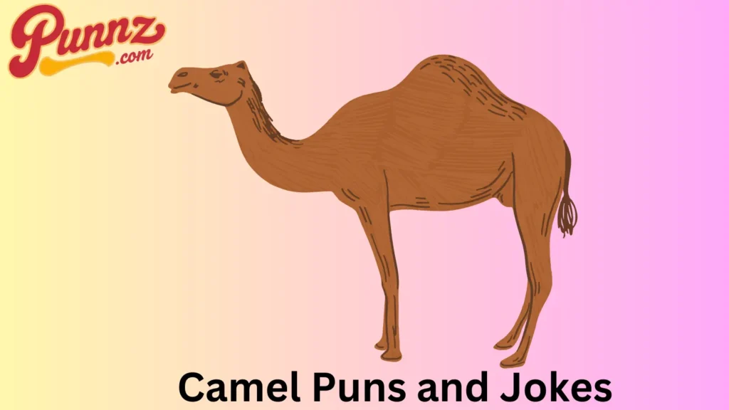 210 Top Camel Puns and Jokes (2025)